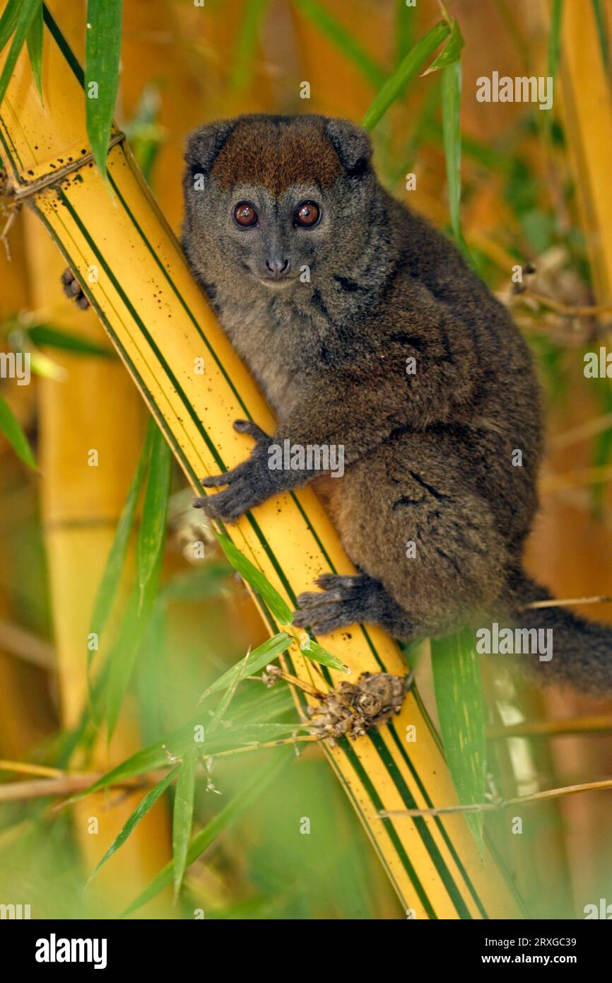 Gray Bamboo Lemur, Grey Gentle, Madagascar, Gray eastern lesser bamboo ...