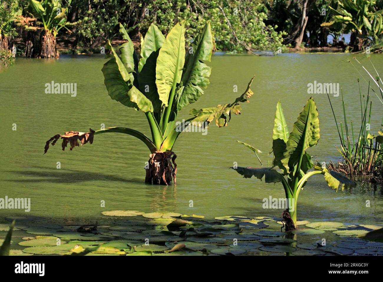 Taro pond hi-res stock photography and images - Alamy