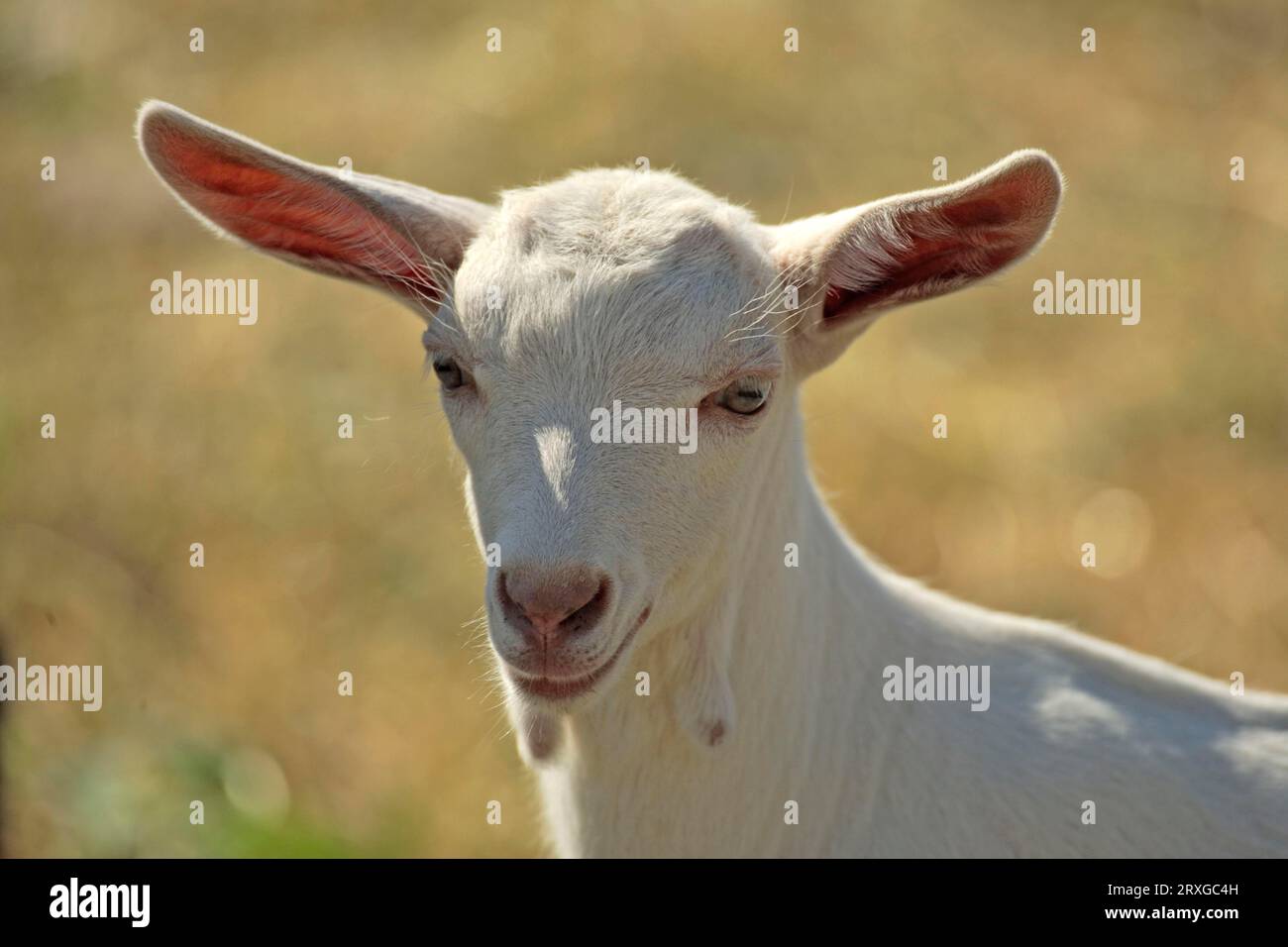 Domestic goat, goatling Stock Photo - Alamy