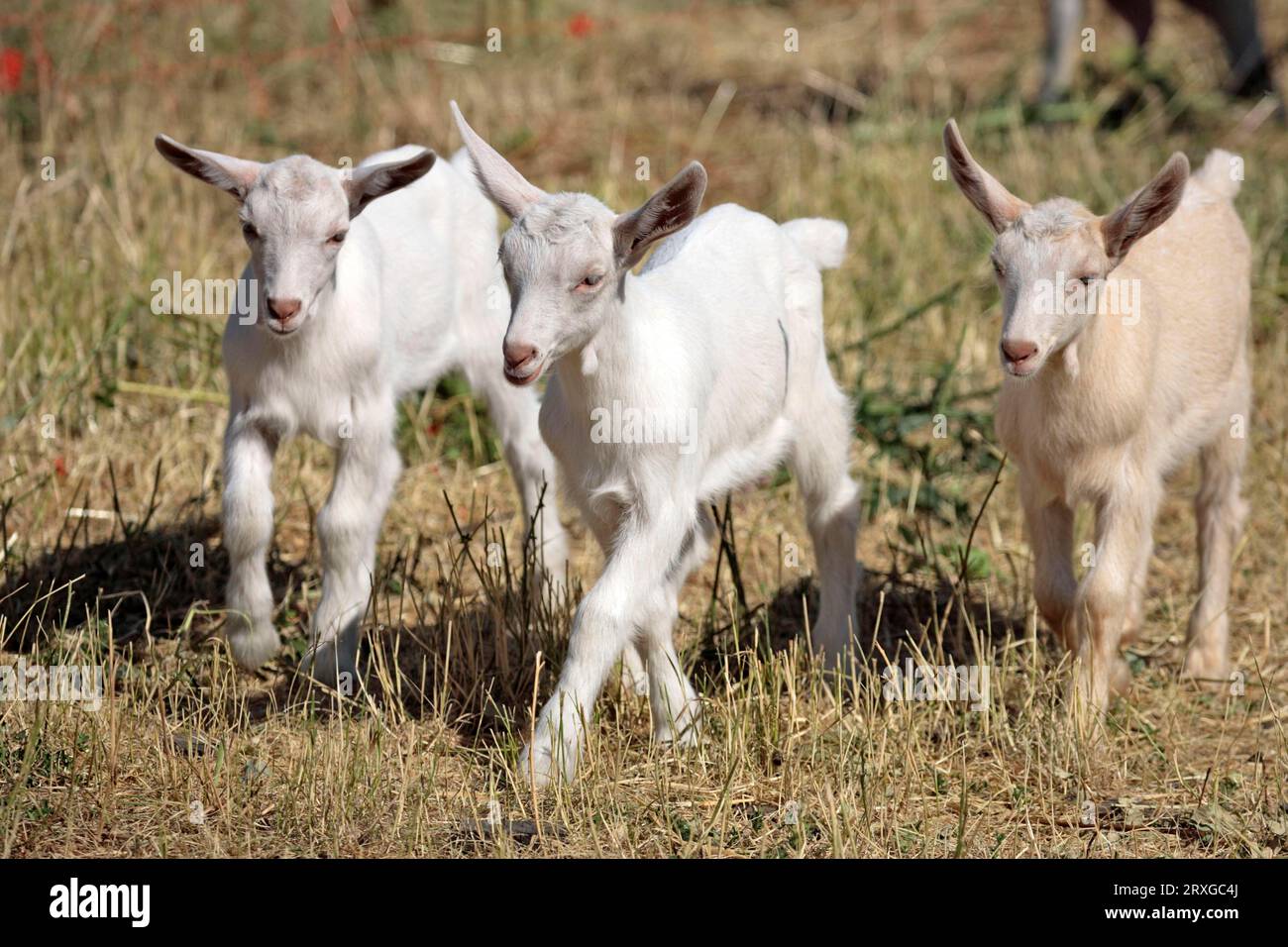 Domestic goat goatling Stock Photo - Alamy