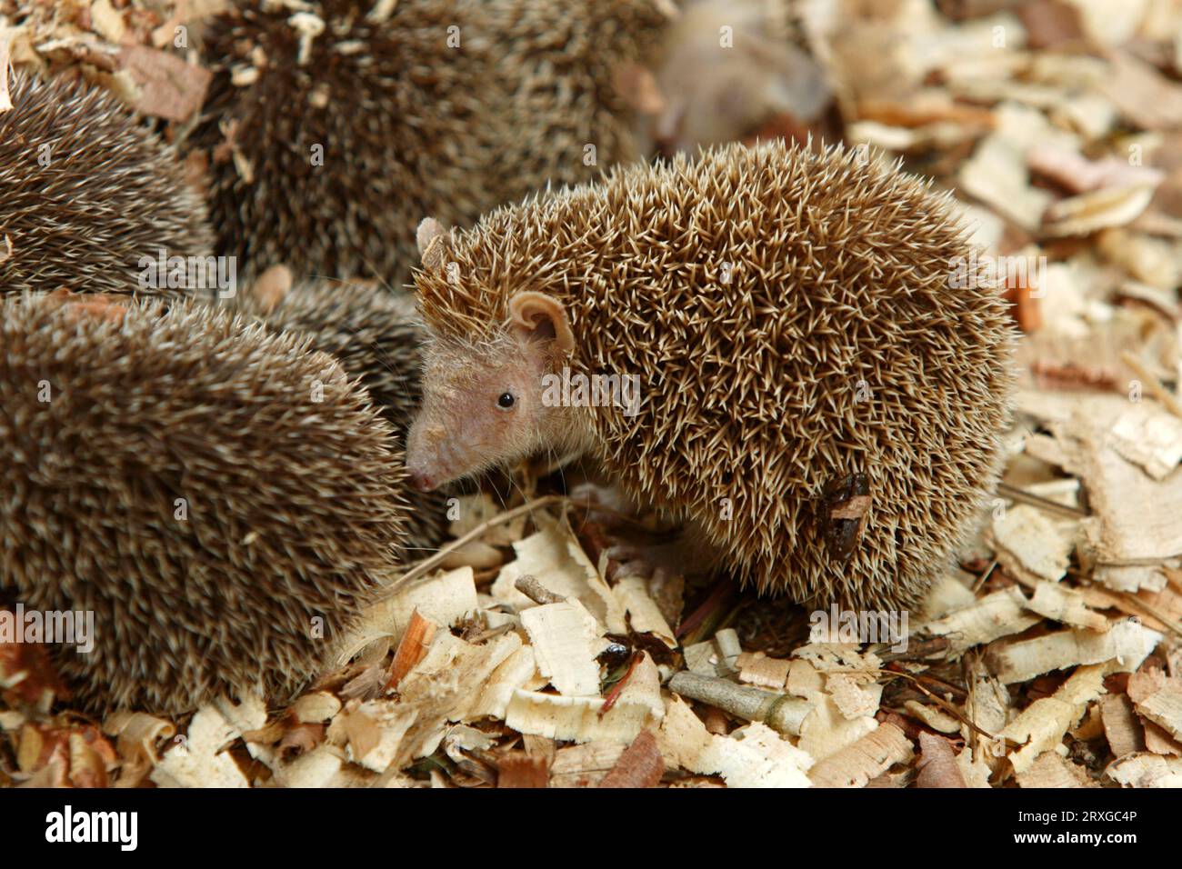 Young Large Madagascar Hedgehogs (Setifer setosus), greater hedgehog ...