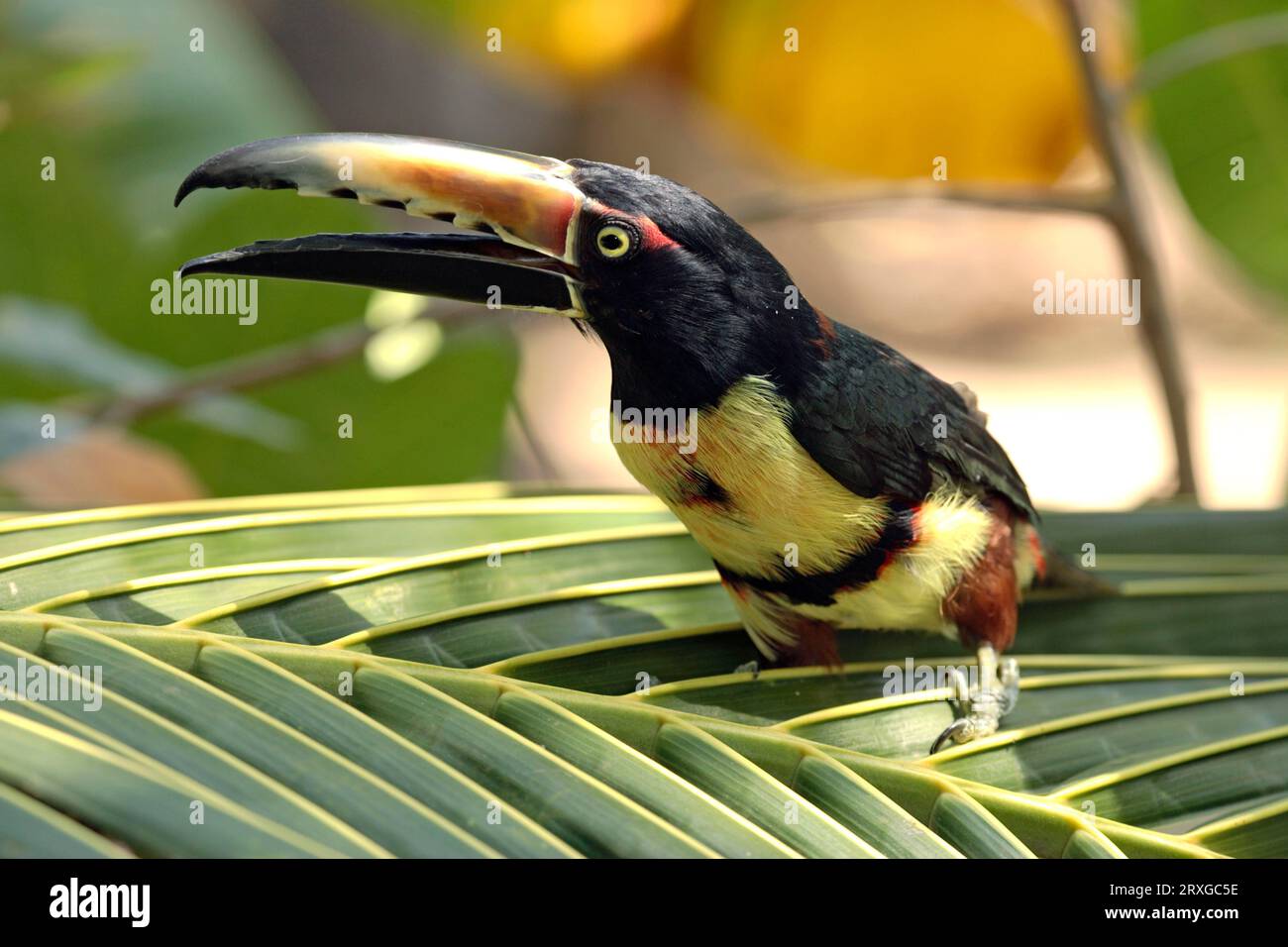 Collared aracari (Pteroglossus torquatus), Roatan, Honduras Stock Photo ...