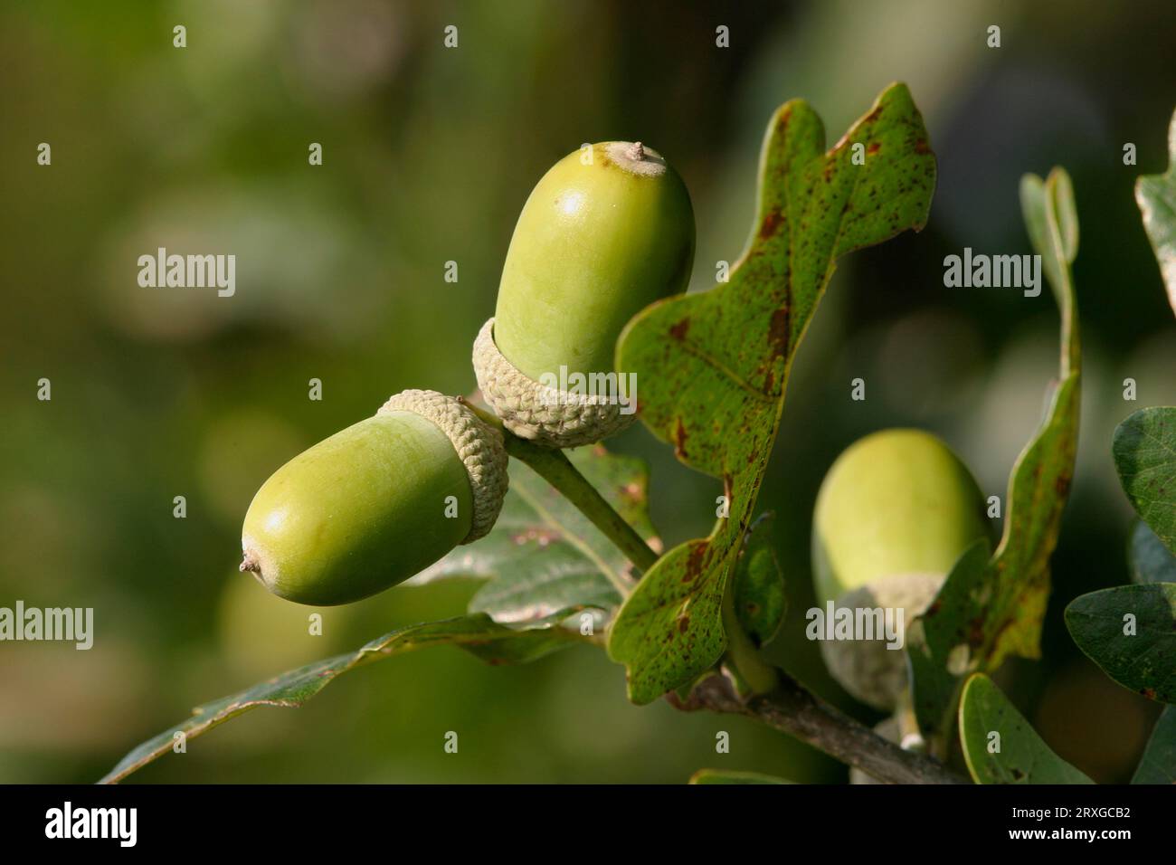 Acorns of English oak (Quercus robur), oak Stock Photo - Alamy