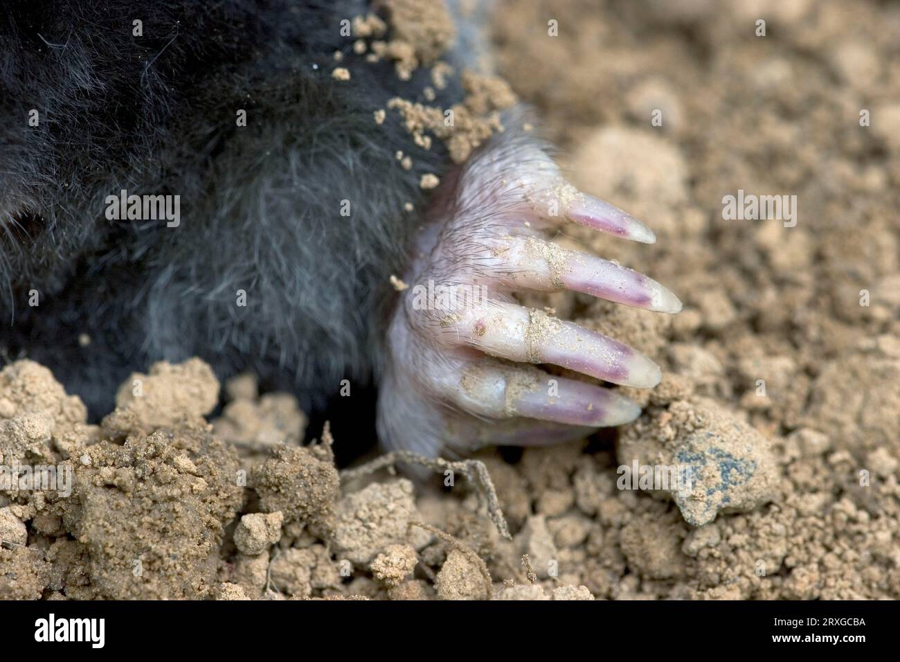 Mole digging hi-res stock photography and images - Alamy