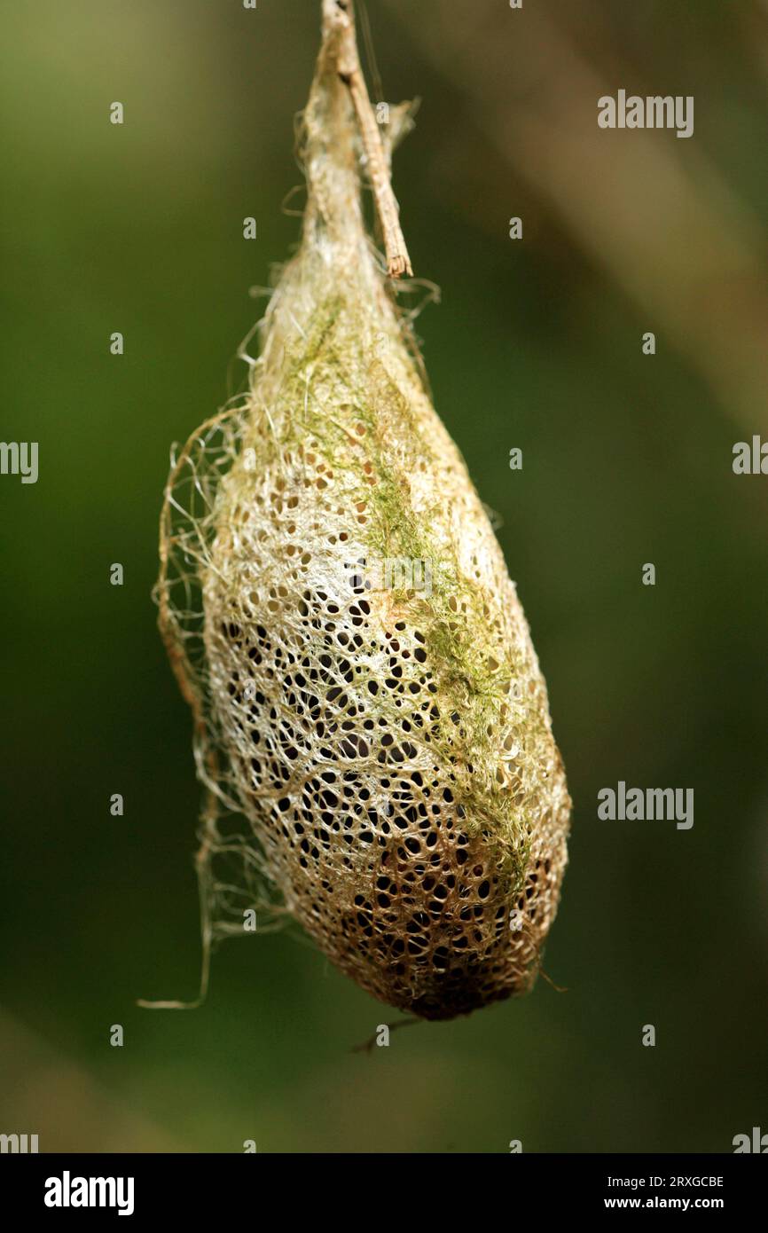 Comet Silk Moth, chrysalis, cocoon, Madagascar (Argema mittrei Stock ...