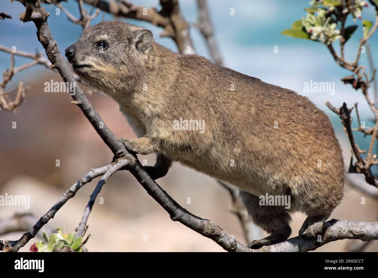 Common Rock Hyrax (Procavia capensis), South Africa Stock Photo - Alamy
