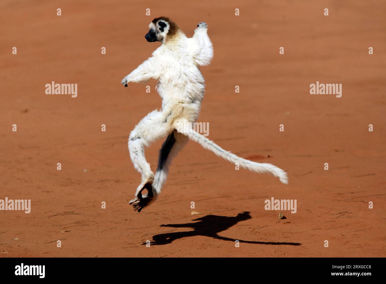 Verreaux's Sifaka, Berenty Private Reserve, Madagascar (Propithecus ...