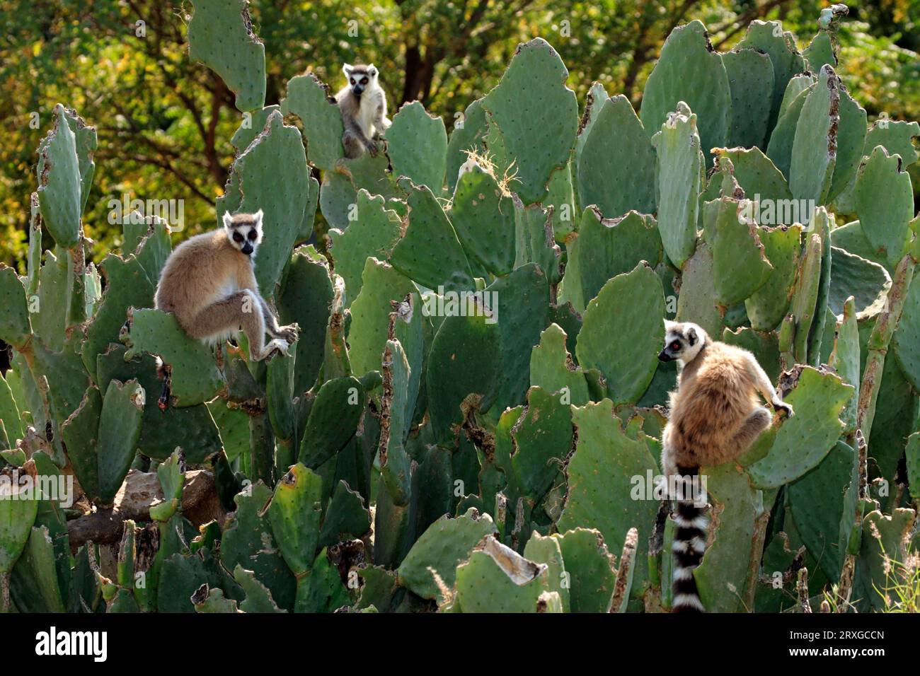Ring-tailed lemur (Lemur catta), Berenty Private Reserve, Madagascar ...