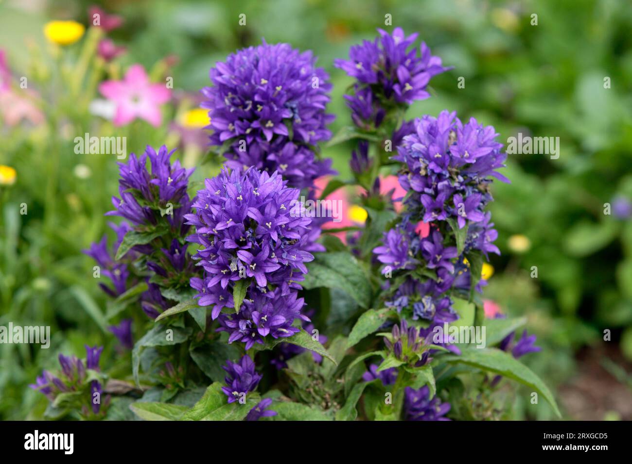 Clustered Bellflower (Campanula glomerata Stock Photo - Alamy