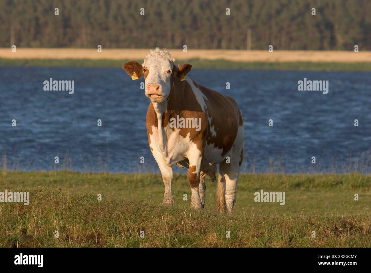 German Red Coloured Cow on Pasture, Cows Stock Photo - Alamy