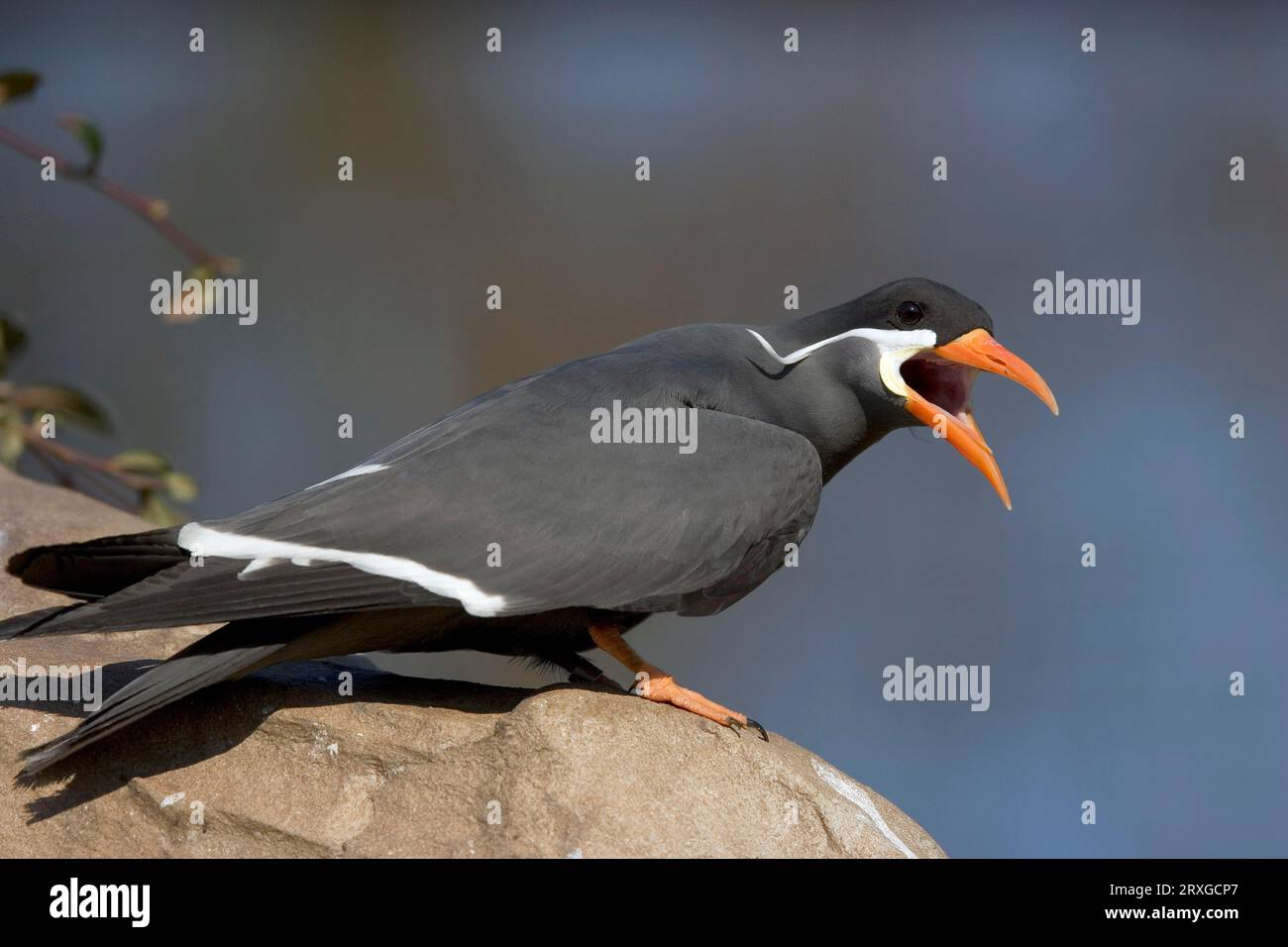 Inca tern (Larosterna inca), tern, terns Stock Photo - Alamy