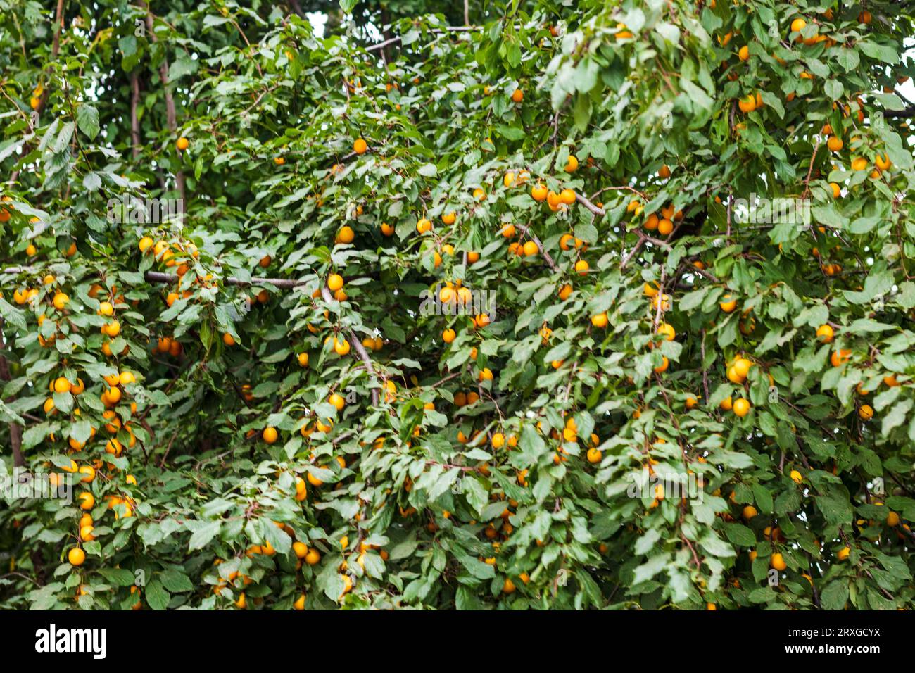Pine trees cherry plum hi-res stock photography and images - Alamy