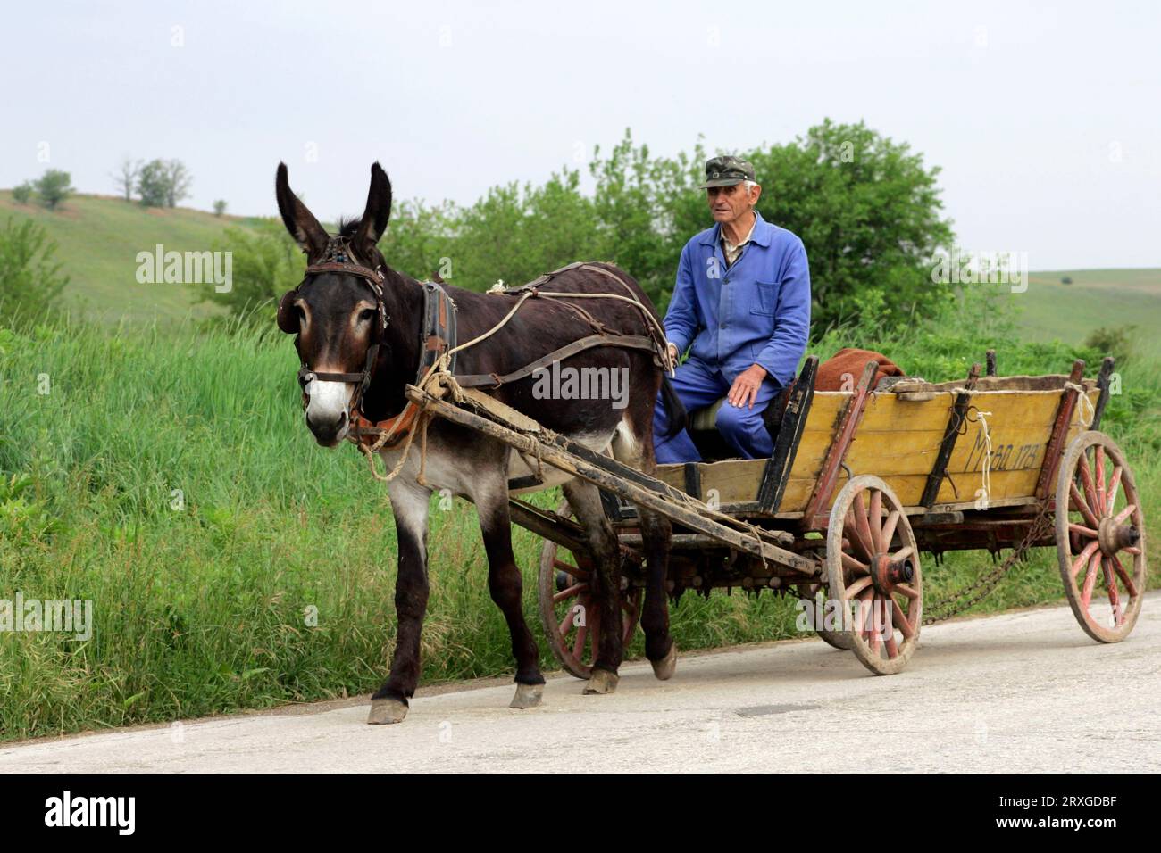 Man with donkey cart, domestic donkey, ass, donkey team, Bulgaria Stock ...