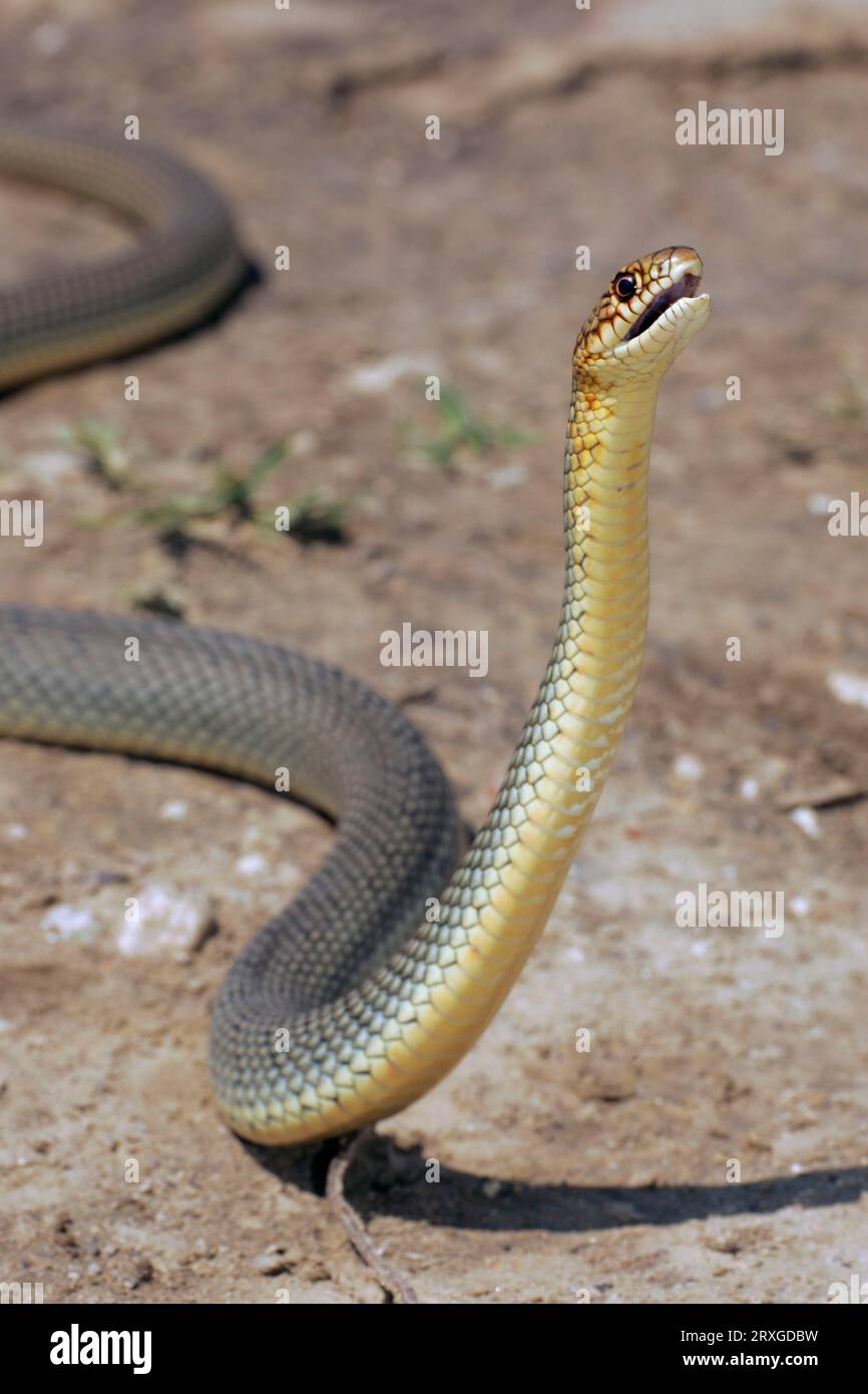 Snake arrow hi-res stock photography and images - Alamy
