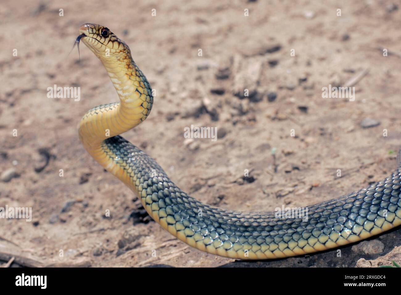 Coluber jugularis hi-res stock photography and images - Alamy