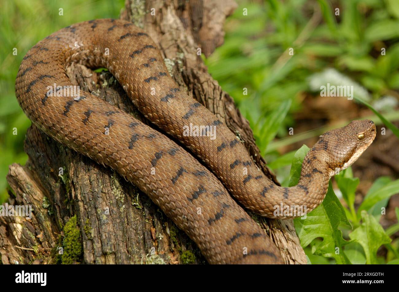 Asp viper (Vipera aspis Stock Photo - Alamy