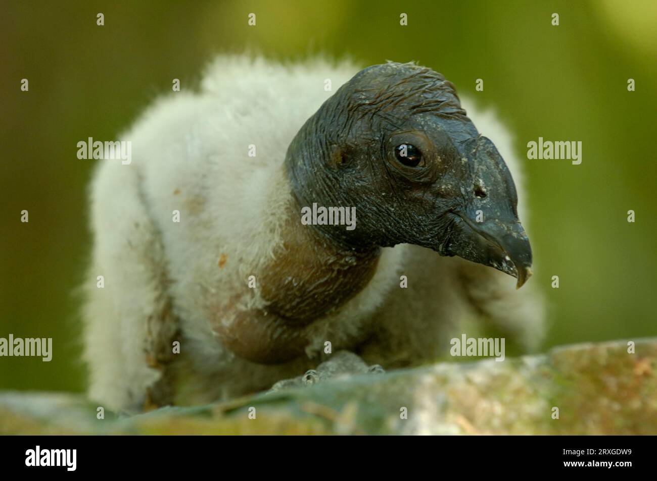 Andean condor chick hi-res stock photography and images - Alamy
