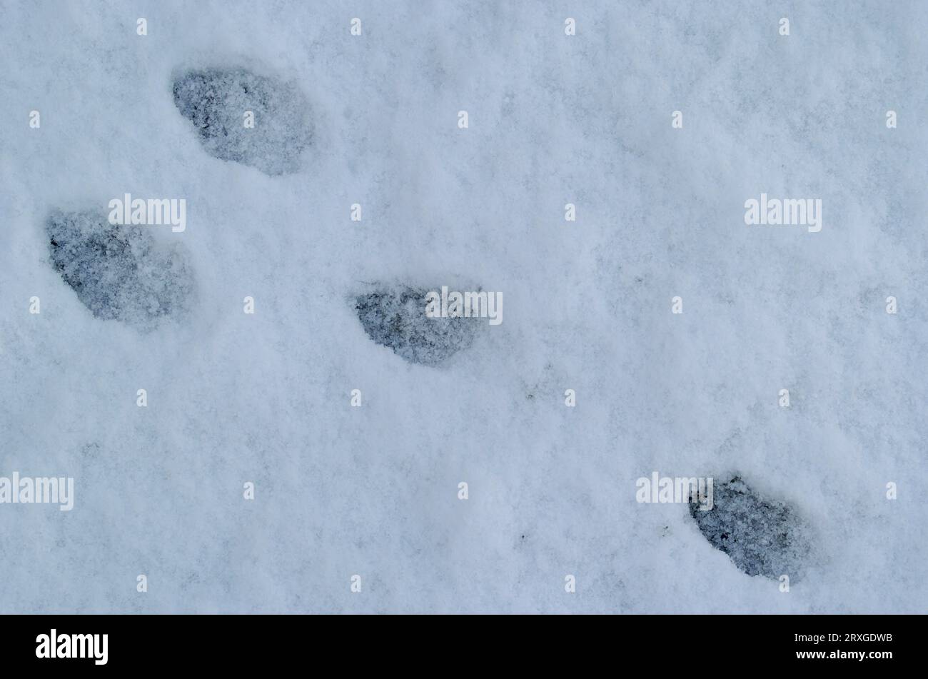 Brown Hare tracks in snow, Hesse, brown hare (Lepus europaeus ...
