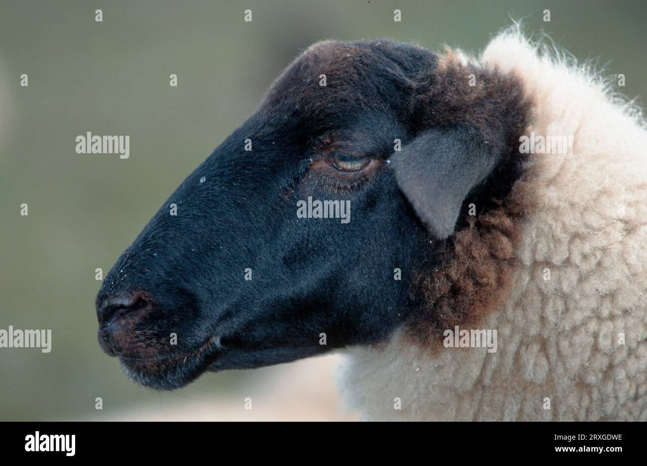 Rhoen sheep hi-res stock photography and images - Alamy