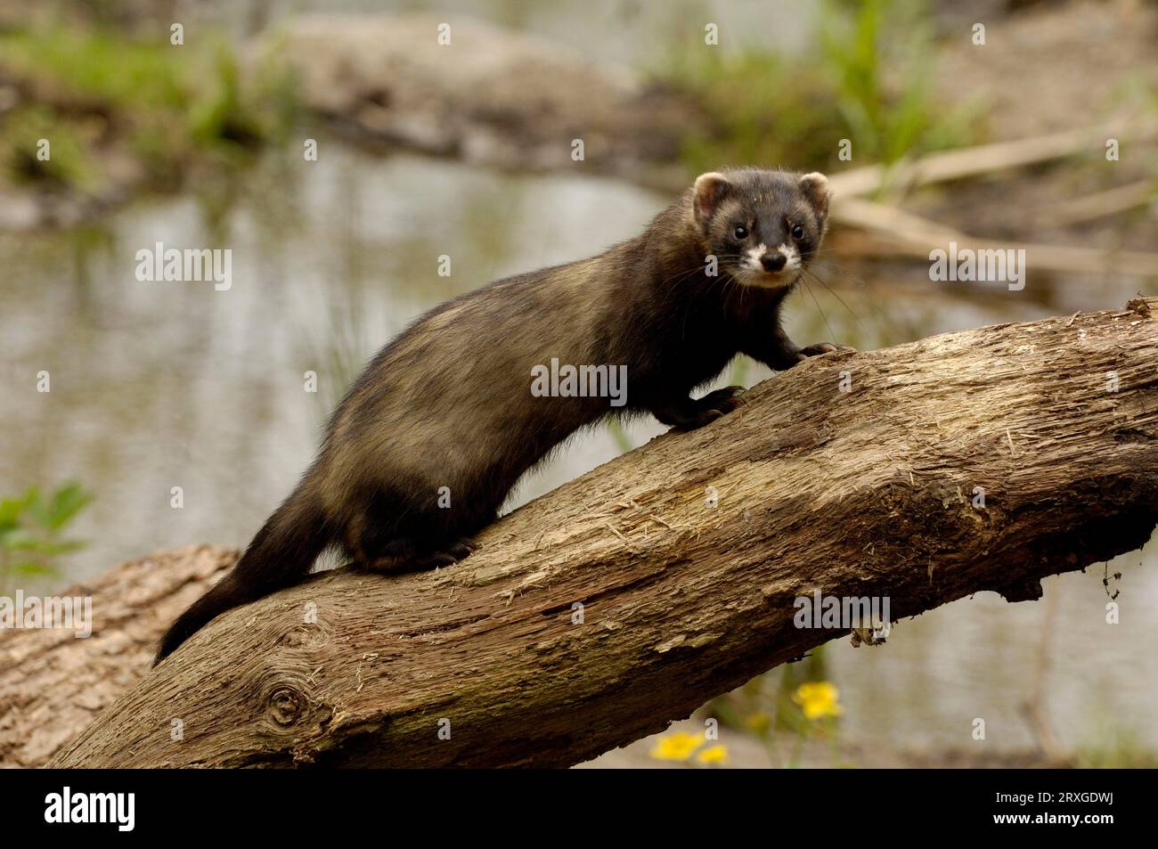 European polecat (Mustela putorius) (Putorius putorius), lateral view ...