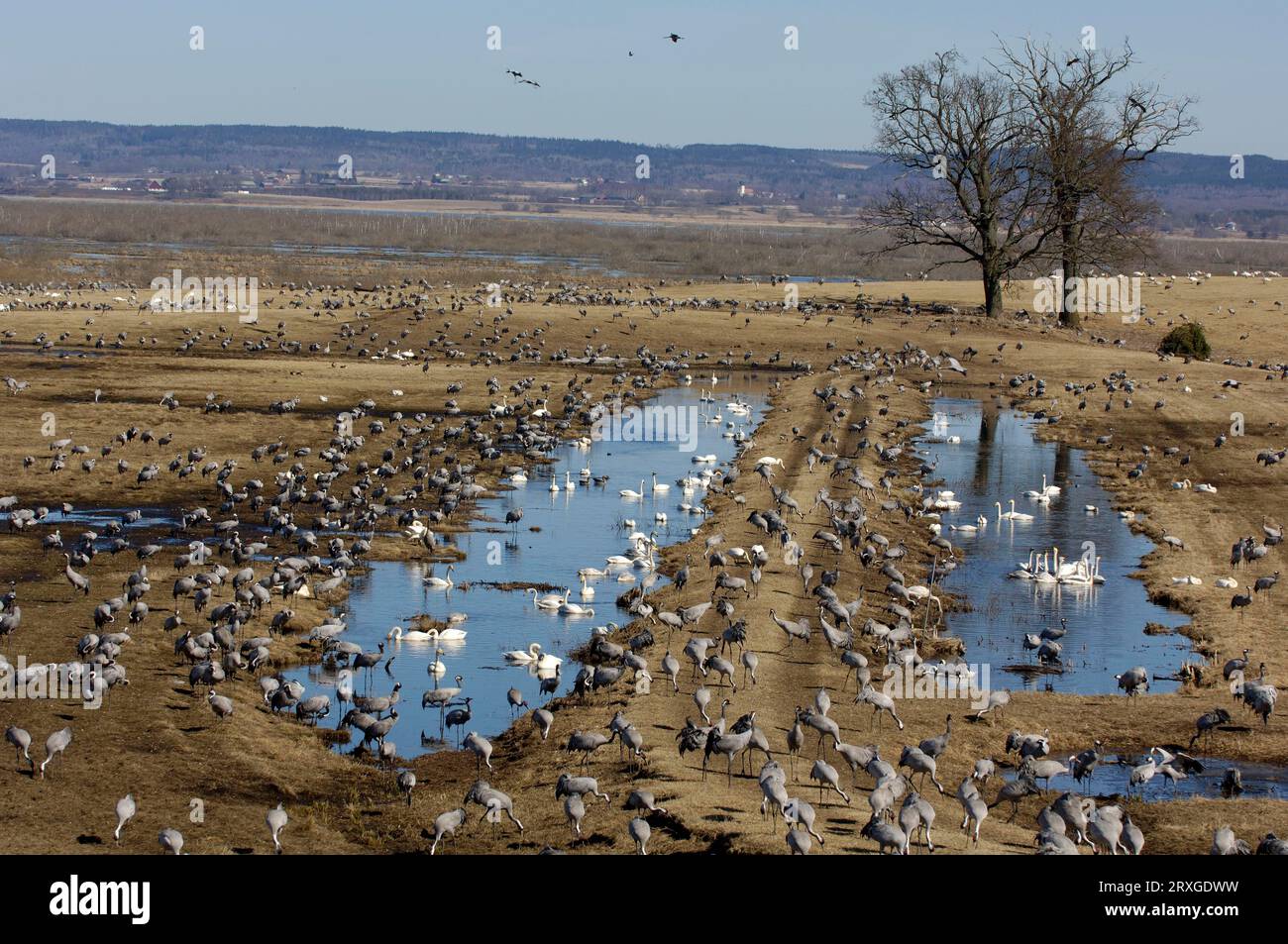 Common cranes (Grus grus) and Whooper swans (Cygnus cygnus), Lake ...