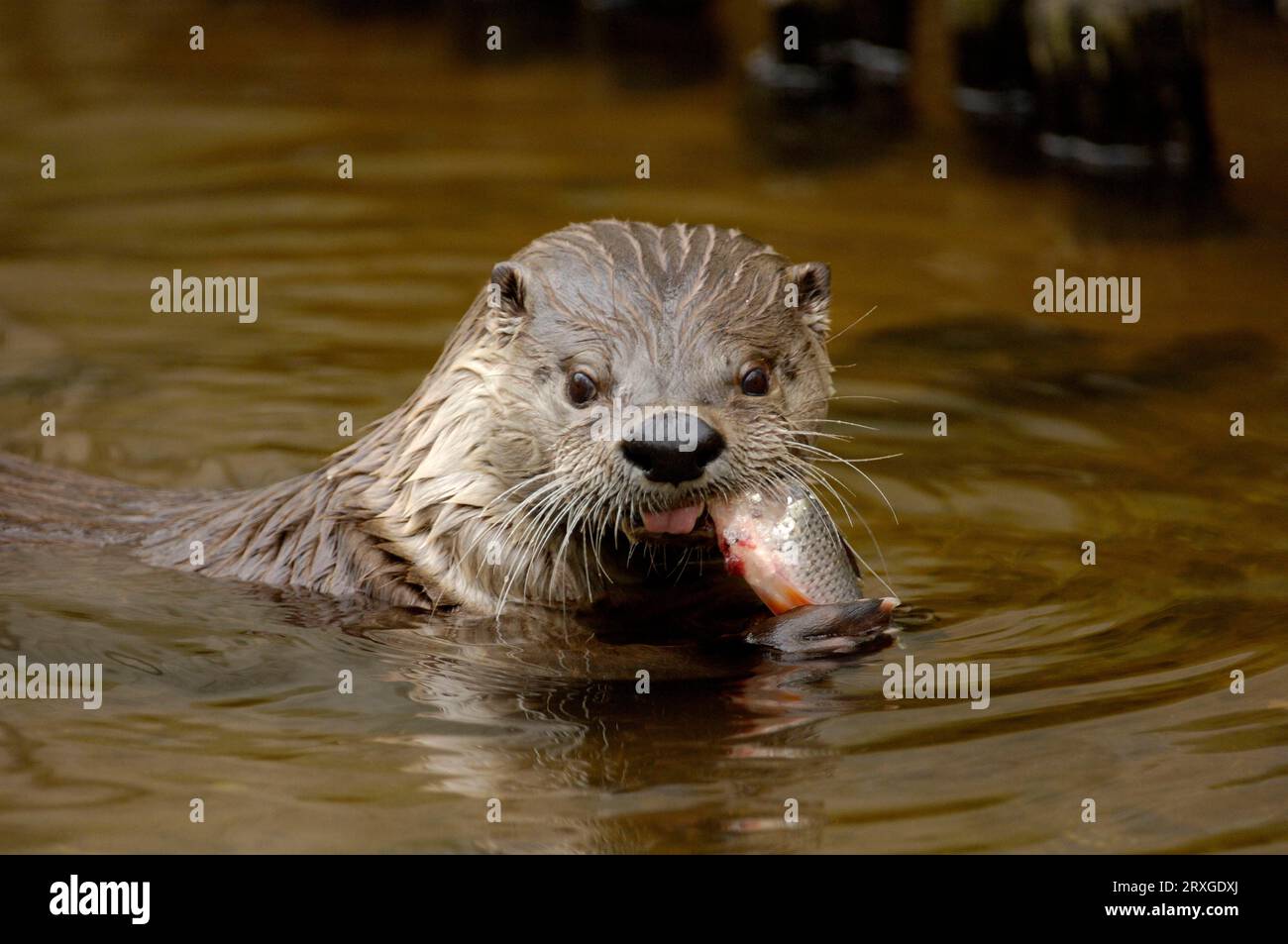 Otter feed fish hi-res stock photography and images - Alamy
