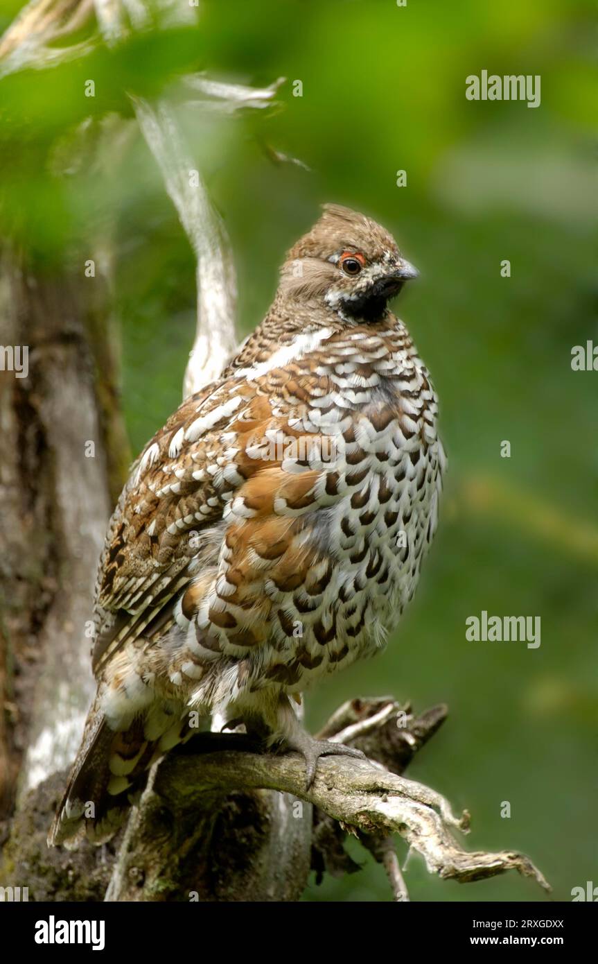 Bonasa bonasia bird hi-res stock photography and images - Alamy