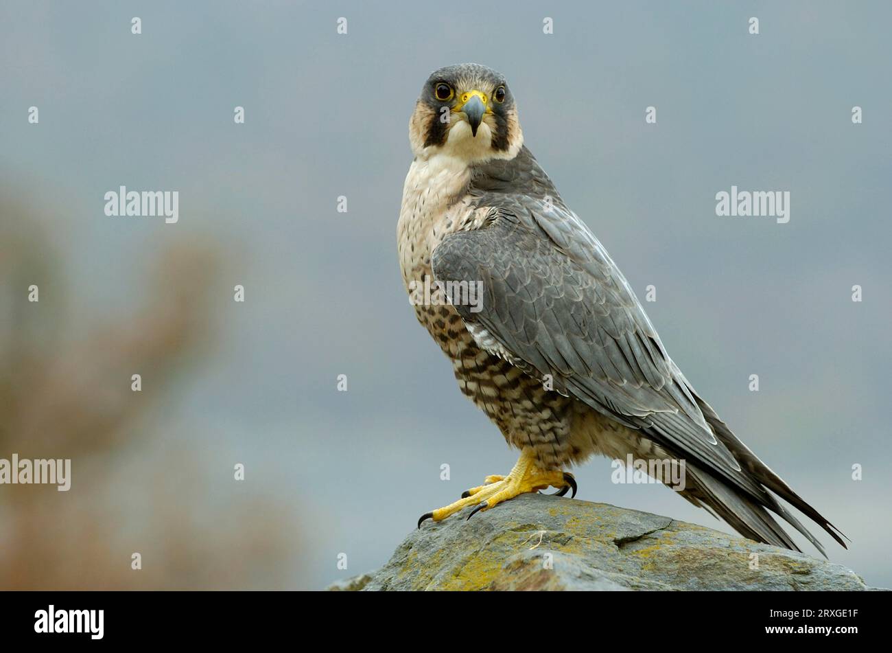 Peregrine falcon (Falco peregrinus), falcon, sideways Stock Photo - Alamy