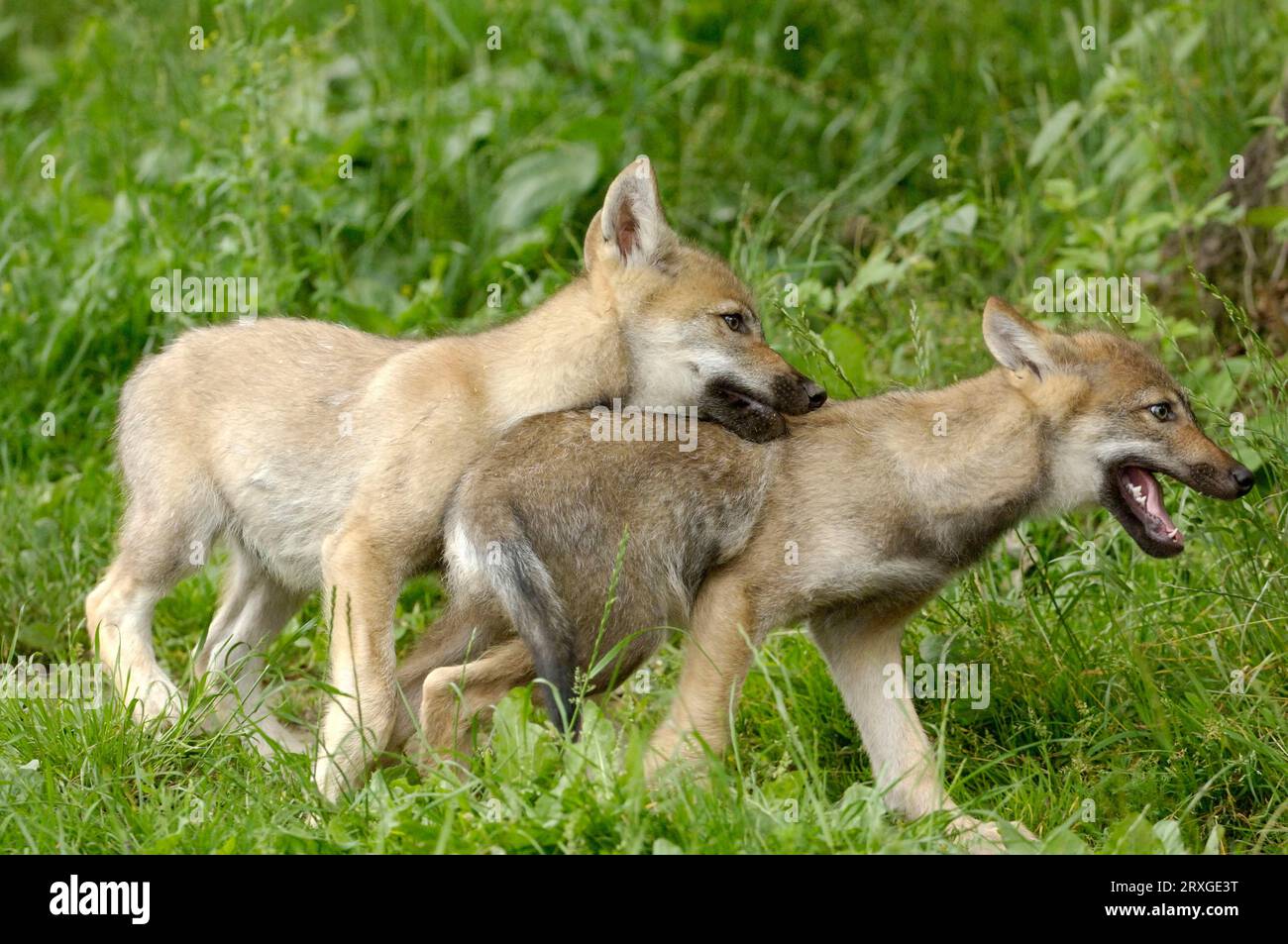 Two wolf cubs hi-res stock photography and images - Alamy