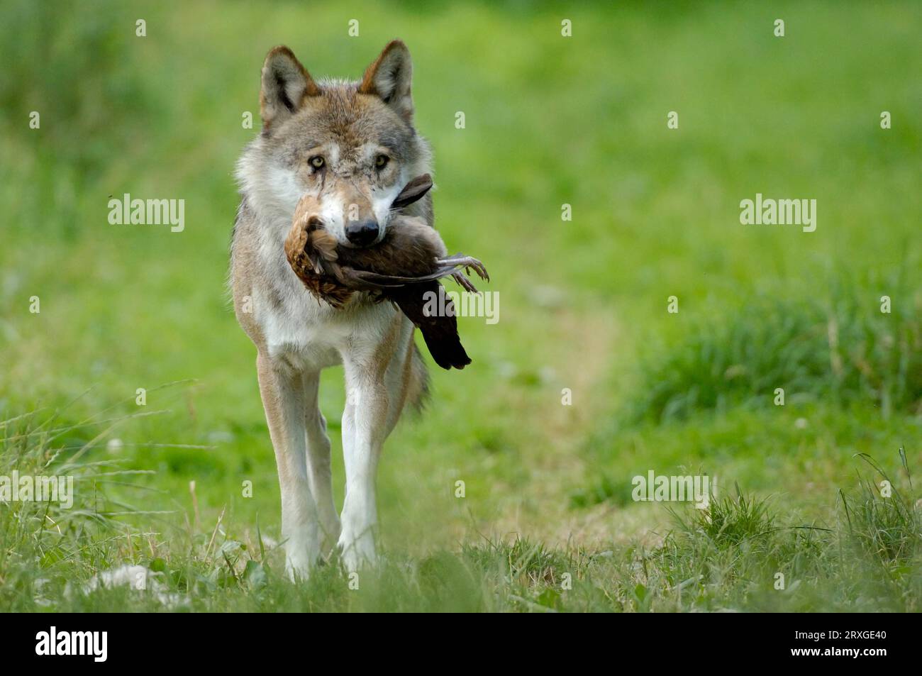Gray wolf (Canis lupus) with prey Stock Photo - Alamy