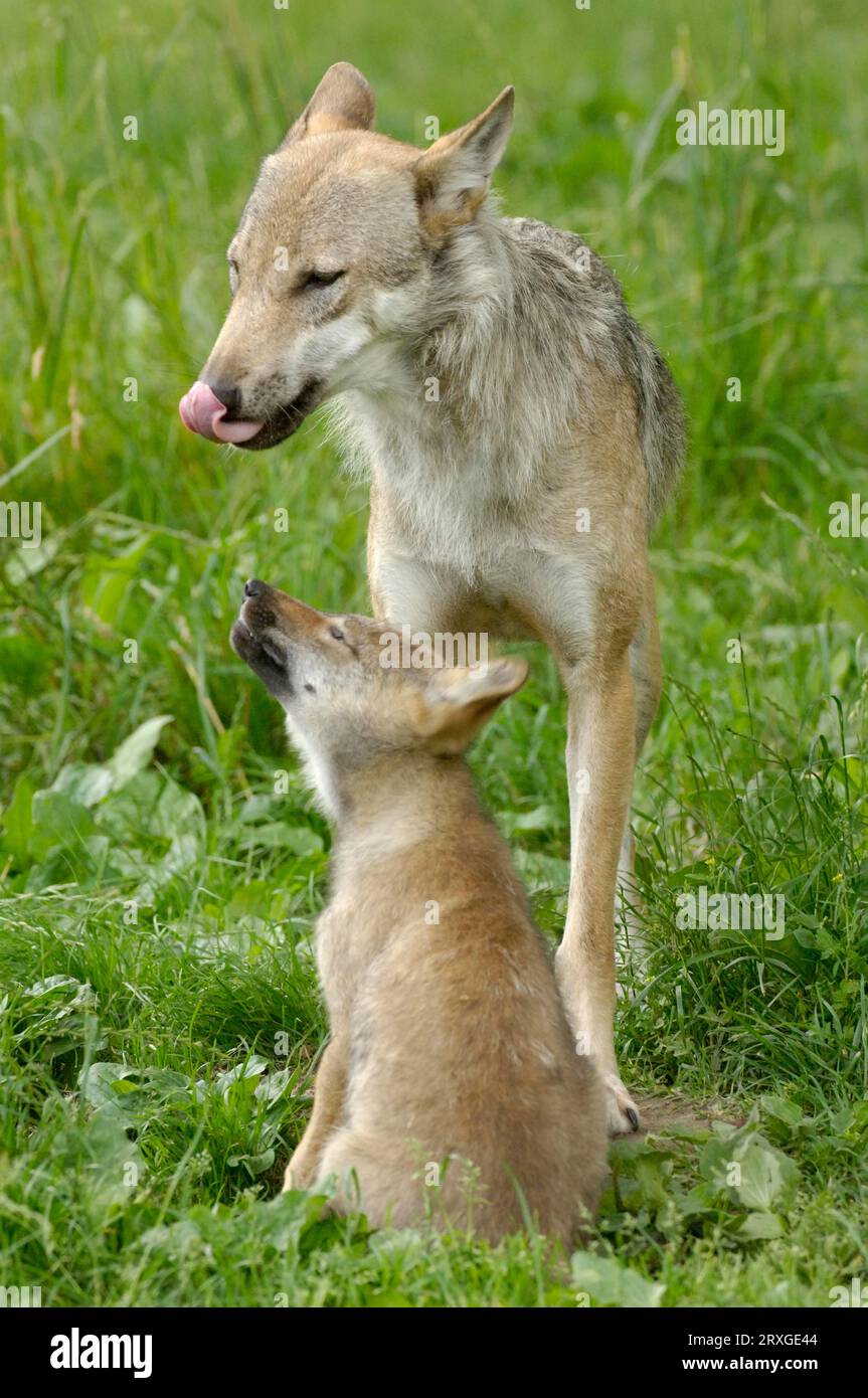 Wolf with young, appeasement signal Stock Photo - Alamy
