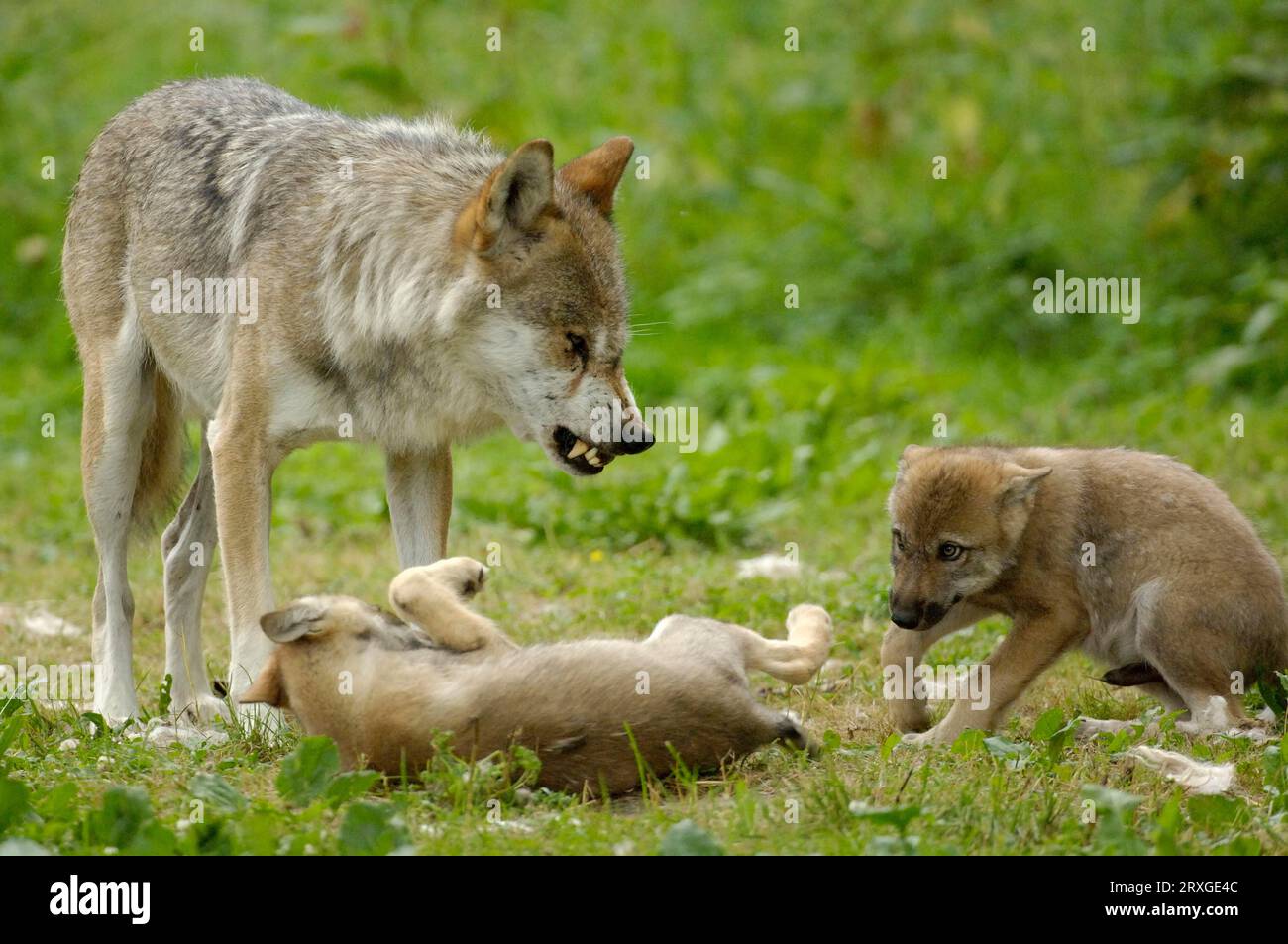 Gray wolf (Canis lupus) with cubs, young, threatening gesture ...