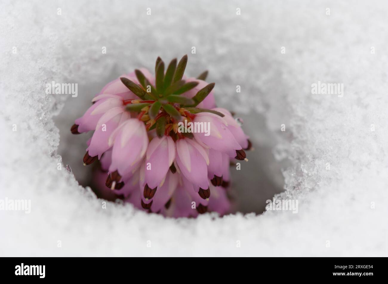 Common Heather (Calluna vulgaris) in the snow, Hesse, Germany Stock ...
