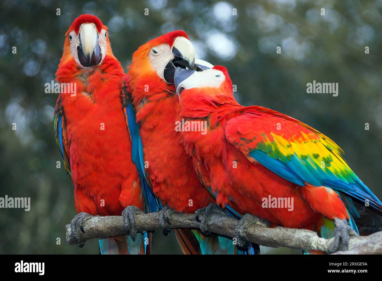 Scarlet macaw (Ara macao), red- and yellow-breasted macaw, Florida, USA ...
