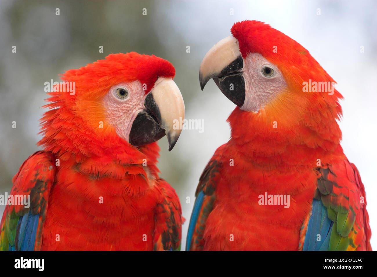 Scarlet macaw (Ara macao), red- and yellow-breasted macaw, Florida, USA ...