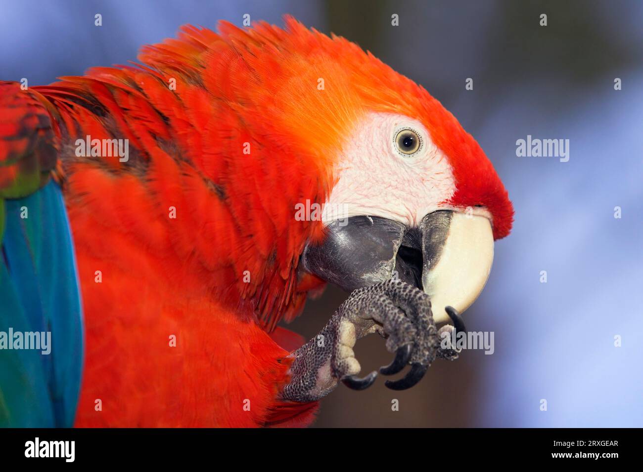 Scarlet macaw (Ara macao), red- and yellow-breasted macaw, Florida, USA ...