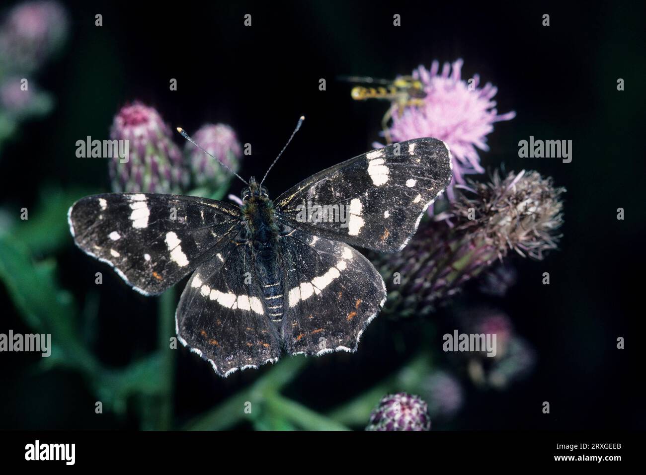 Map butterfly (Araschnia levana), Map Butterfly Stock Photo - Alamy