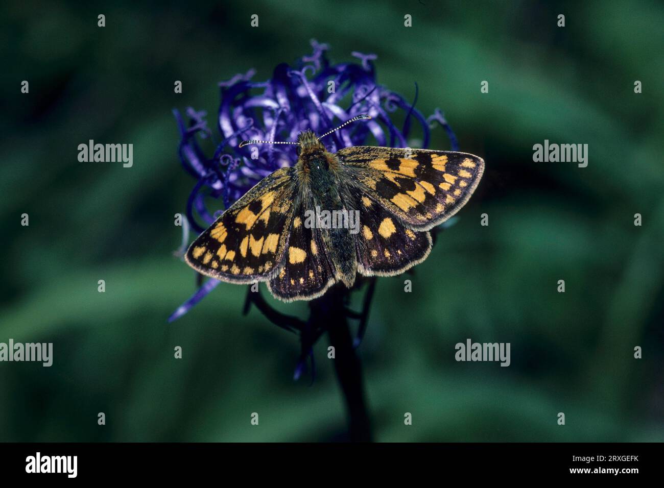 Skipper butterfly (Hesperiidae), skipper, butterfly Stock Photo - Alamy