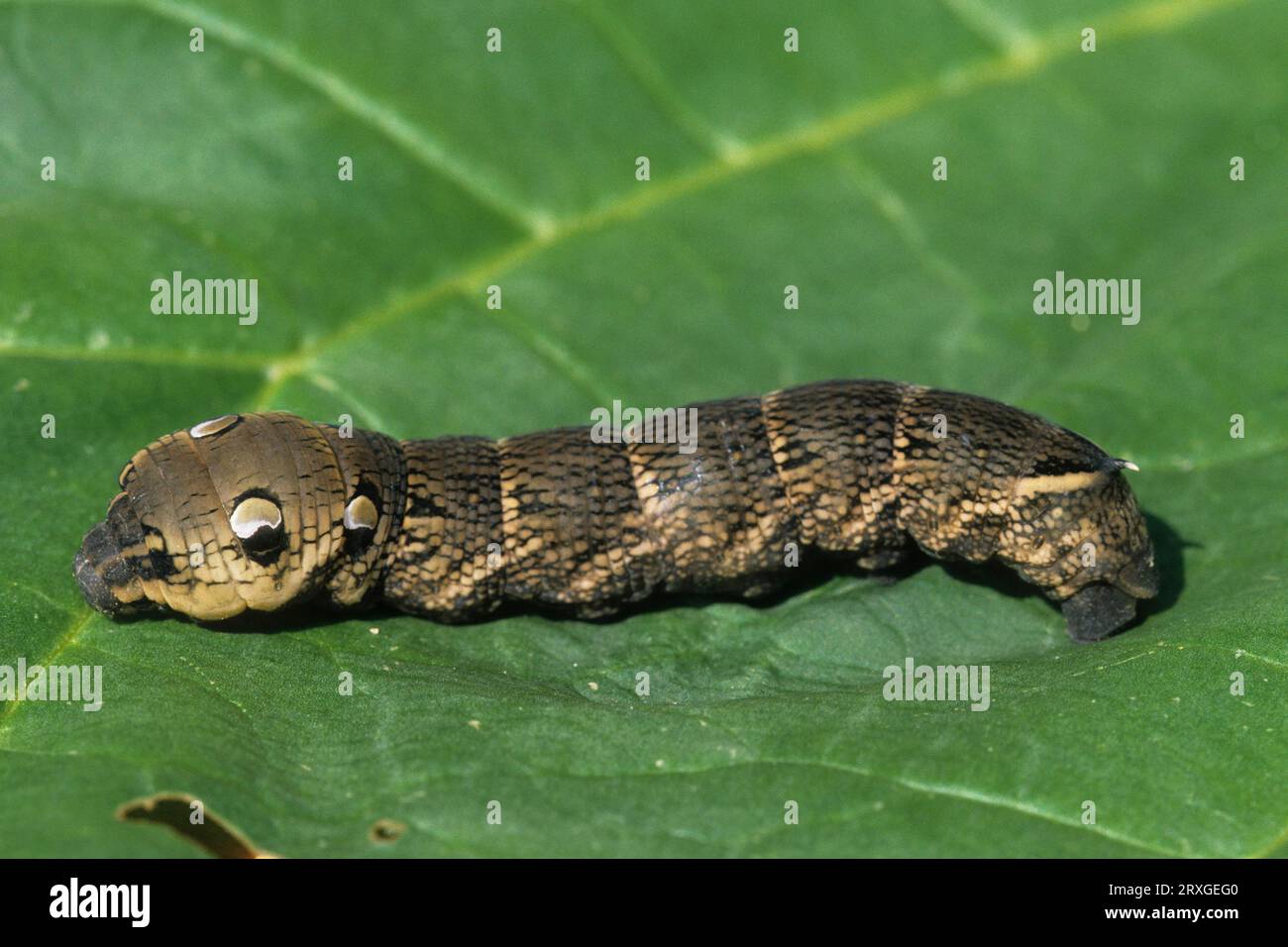 Elephant hawk-moth (Deilephila elpenor), Elephant Hawk-moth Stock Photo ...