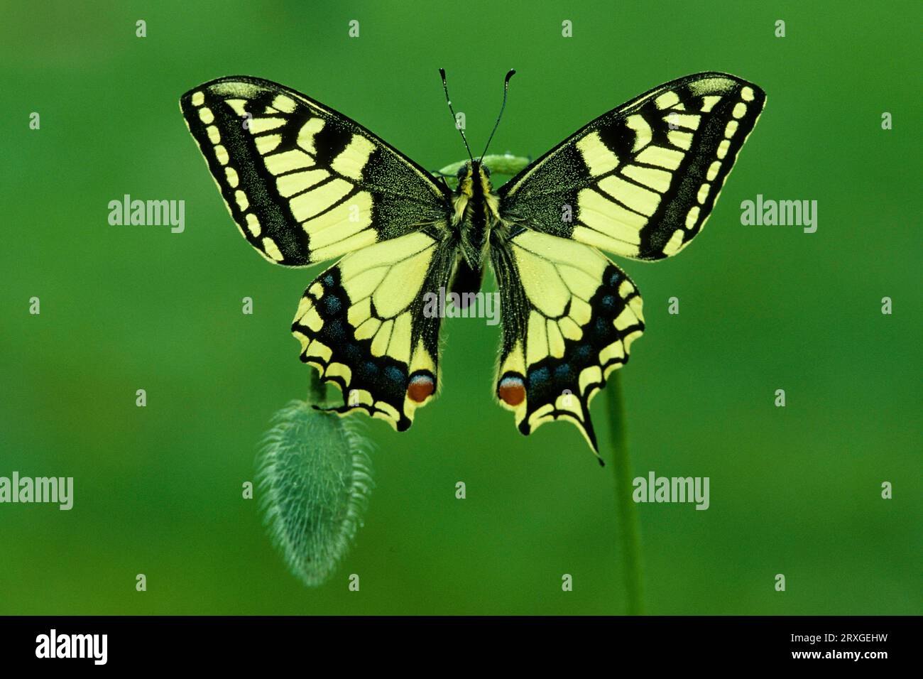 Swallowtail, Old Swallowtail, Common Yellow Swallowtail (Papilio machaon), Swallotail Stock ...