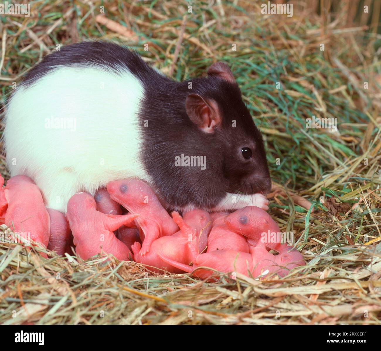 Domestic Rat with youngs in nest, Colour Rat with youngs in nest Stock ...