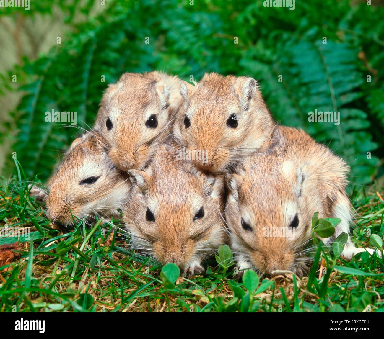 Mongolian gerbils (Meriones unguiculatus), gerbil Stock Photo - Alamy