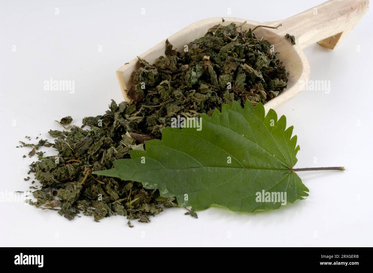 Dried nettle leaves (Urtica dioica Stock Photo - Alamy