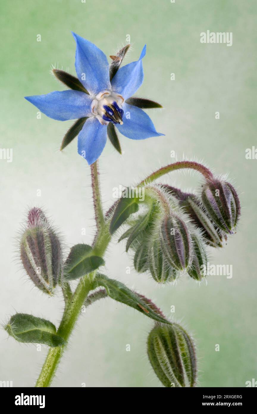 Botany boraginaceae hi-res stock photography and images - Alamy