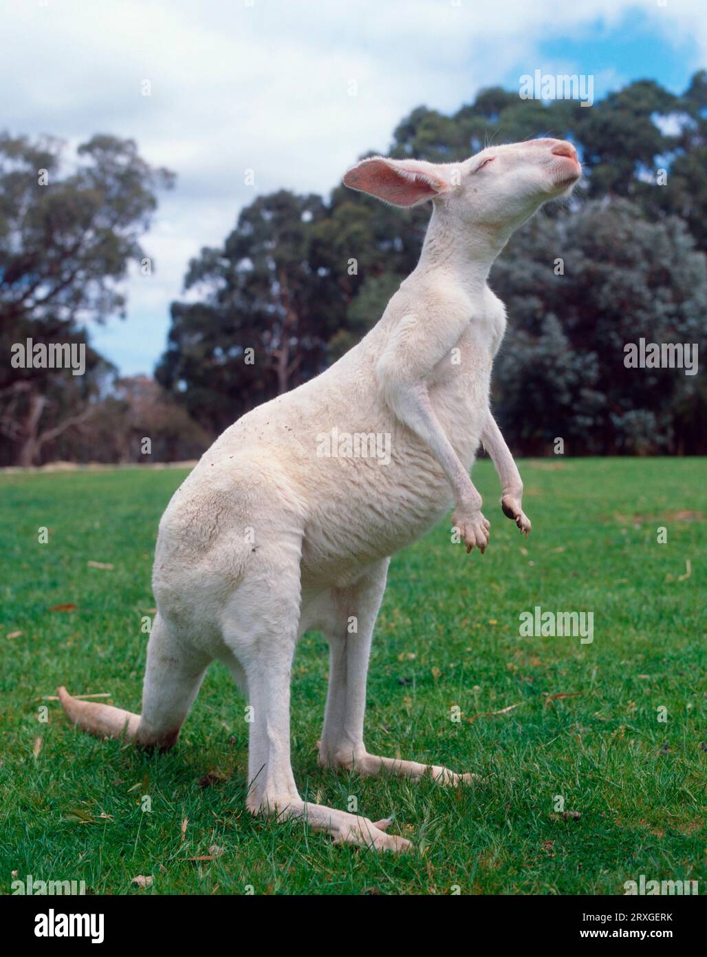 Red kangaroo (Macropus rufus), albino Stock Photo - Alamy