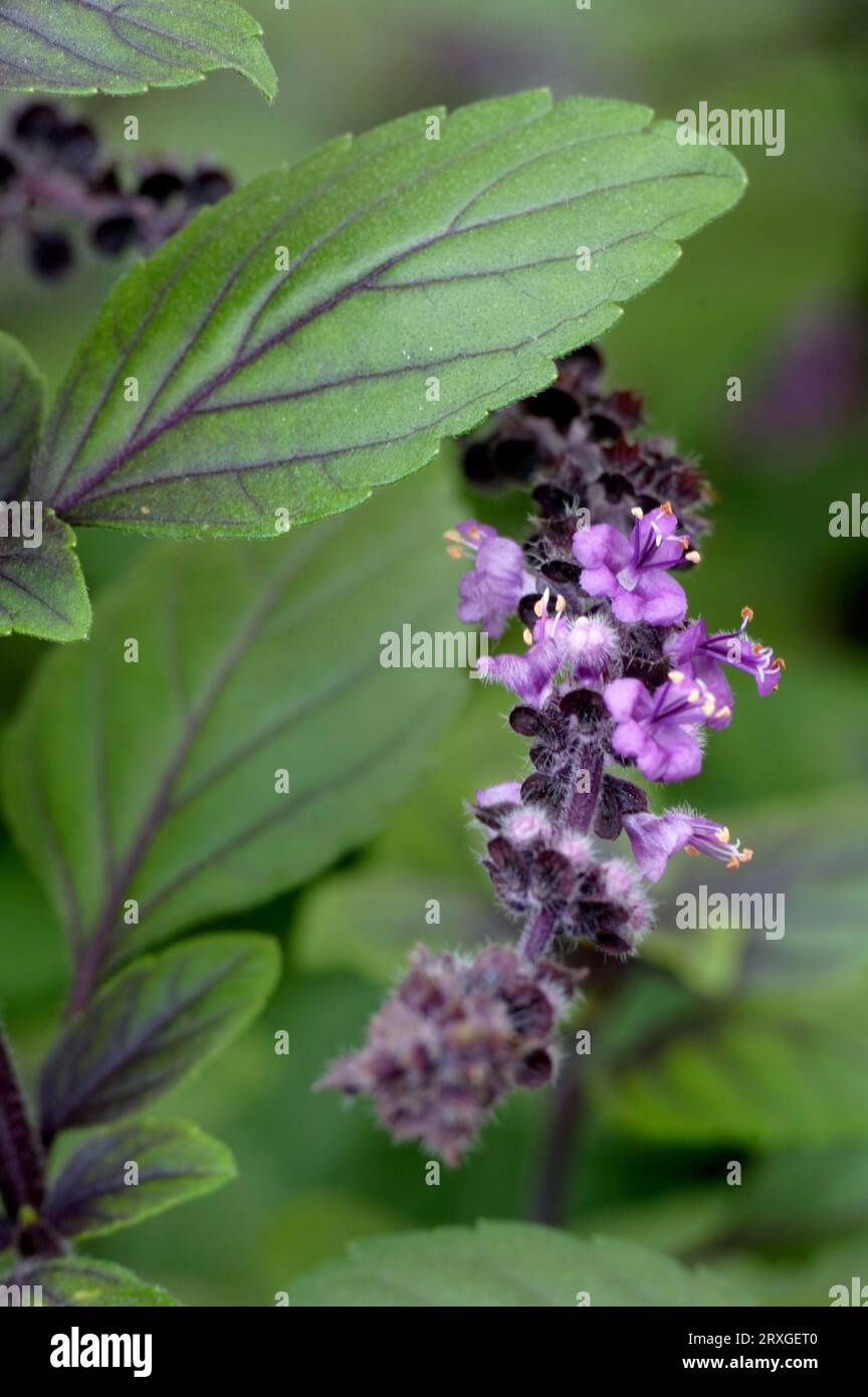 Basil 'African Blue' (Ocimum Kilimandsch. x basilicum purpureum Stock ...