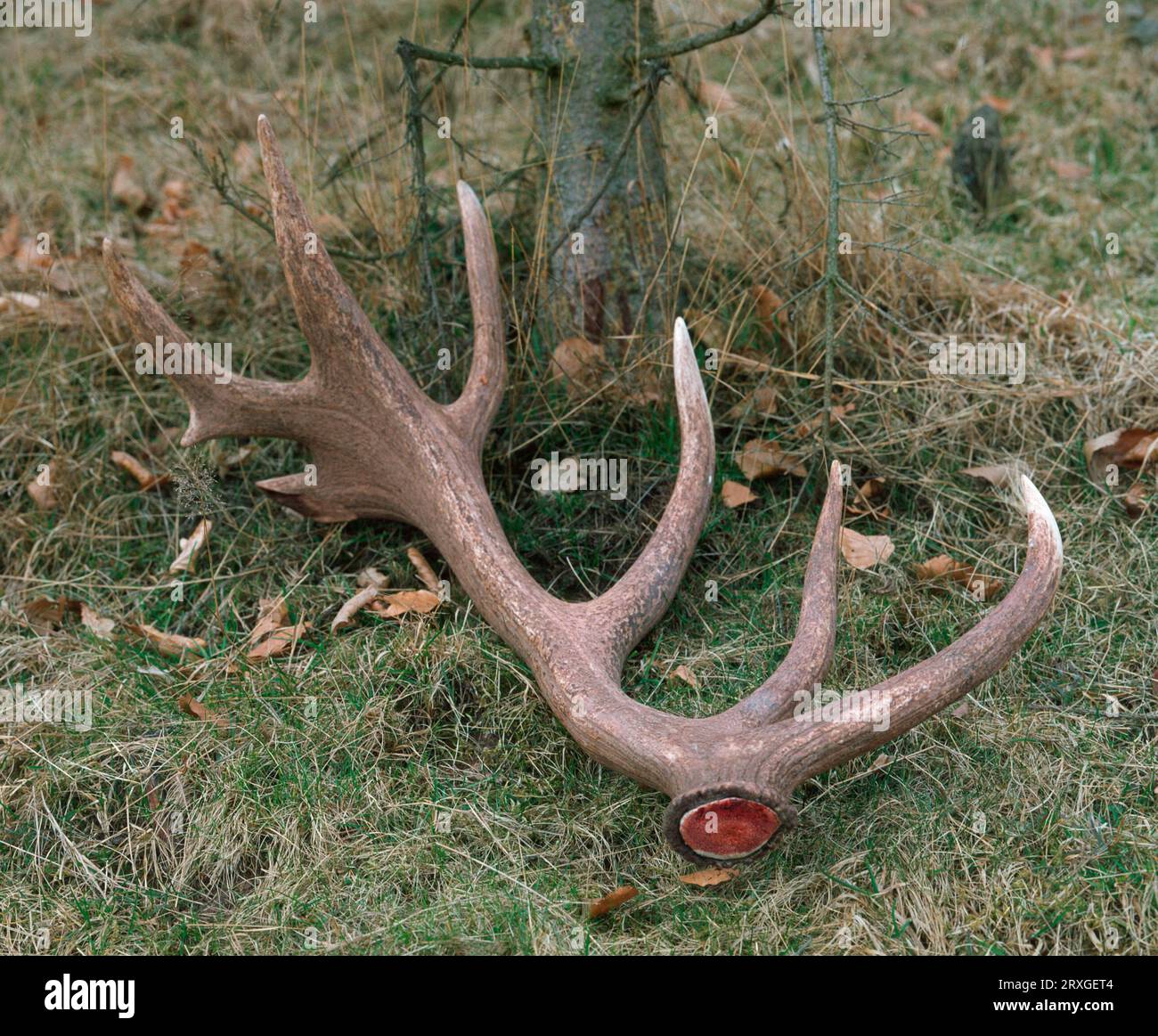 Dropped antler hi-res stock photography and images - Alamy