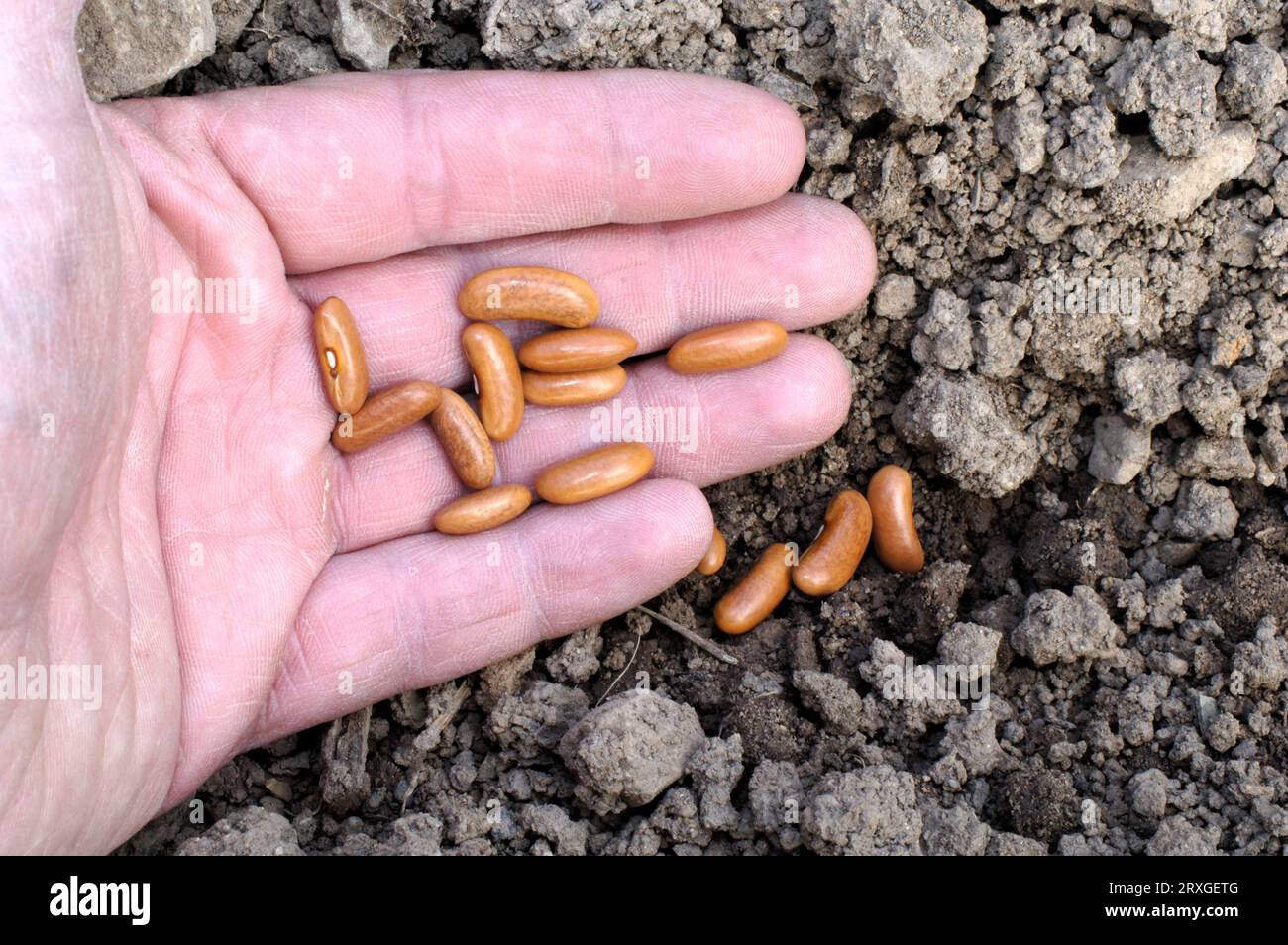 Hand with bush bean seed 'Maxi' (Phaseolus vulgaris nanus), H Stock ...