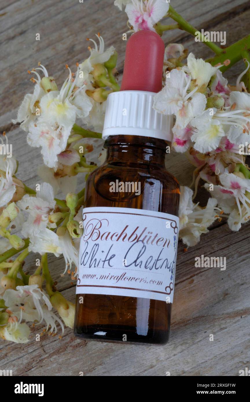 Bottle with Bach Flower Stock Remedy, 'Horse Chestnut' (Aesculus ...