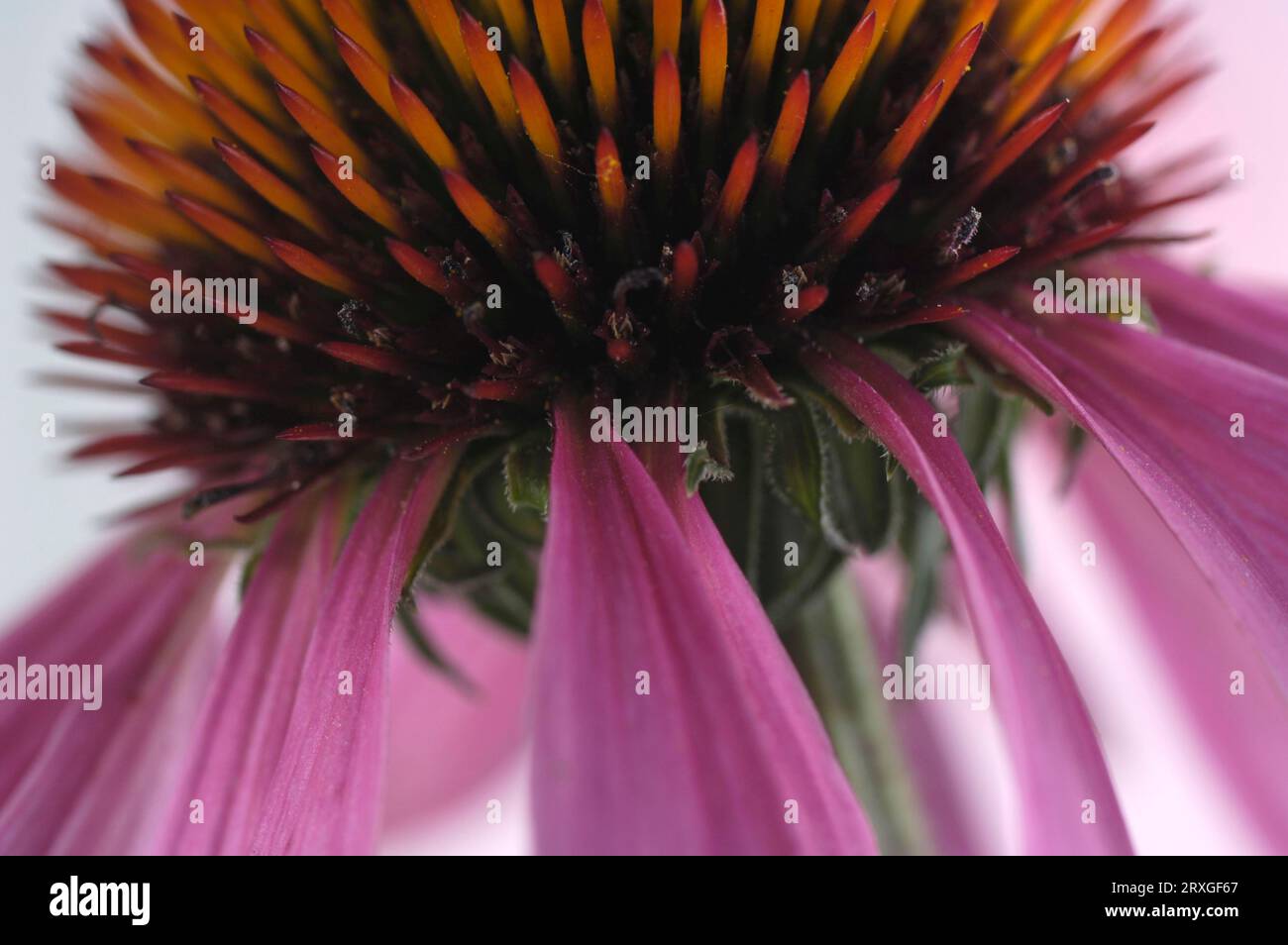 Purple Purple Cone flower (Rudbeckia purpurea) (Echinacea purpurea ...